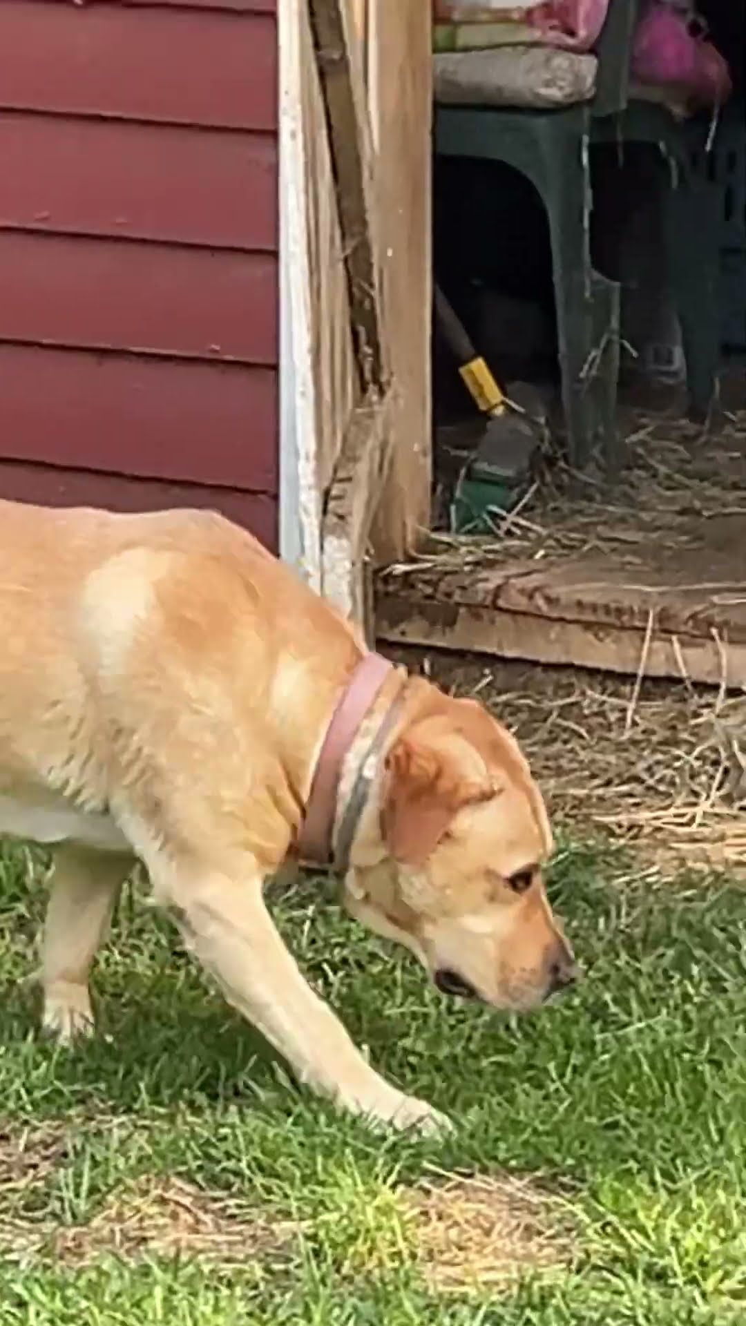 Gracie day in the life - YouTube