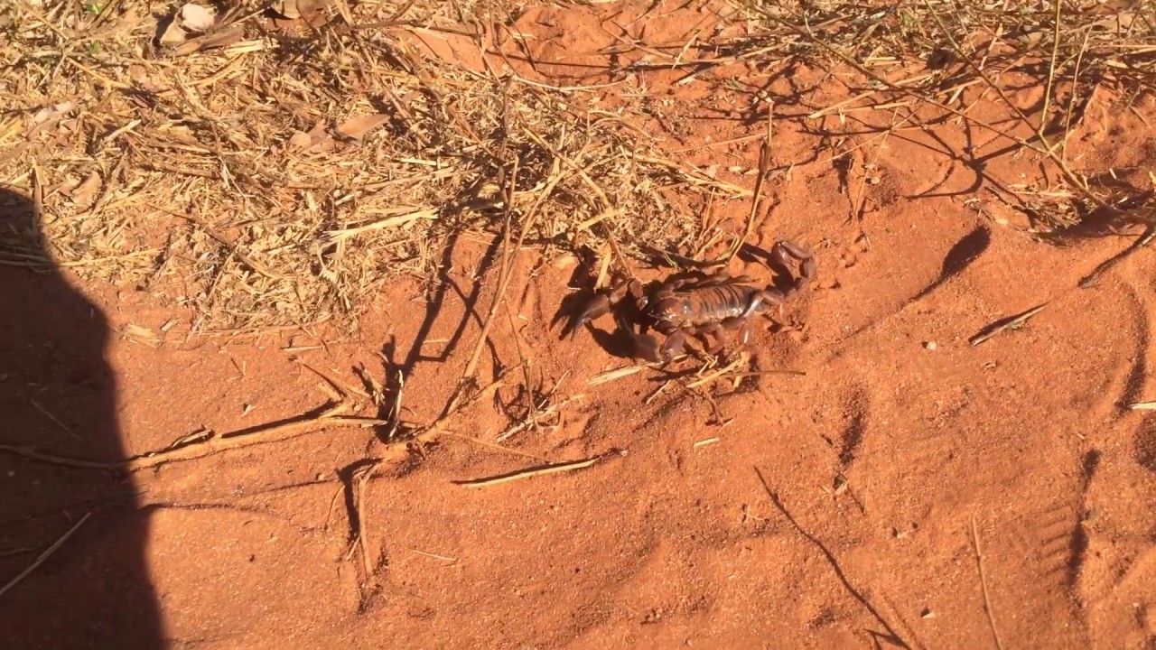 Desert Scorpion at Barn Hill, Western Australia - YouTube