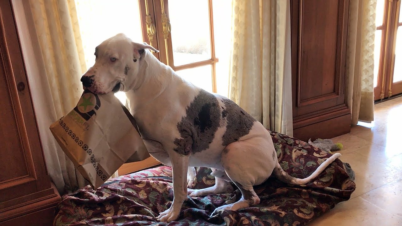 Great Dane Celebrates Memorial Day with Burger Fi Lunch - YouTube