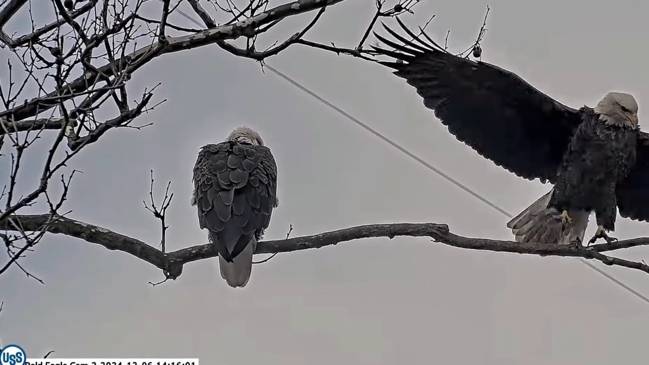 Close up of 24V1 and Irvin PixCams U. S. Steel Bald Eagle Camera view ...