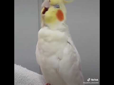 Oruç tutan papağan