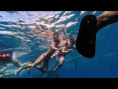 swimming with whaleshark 