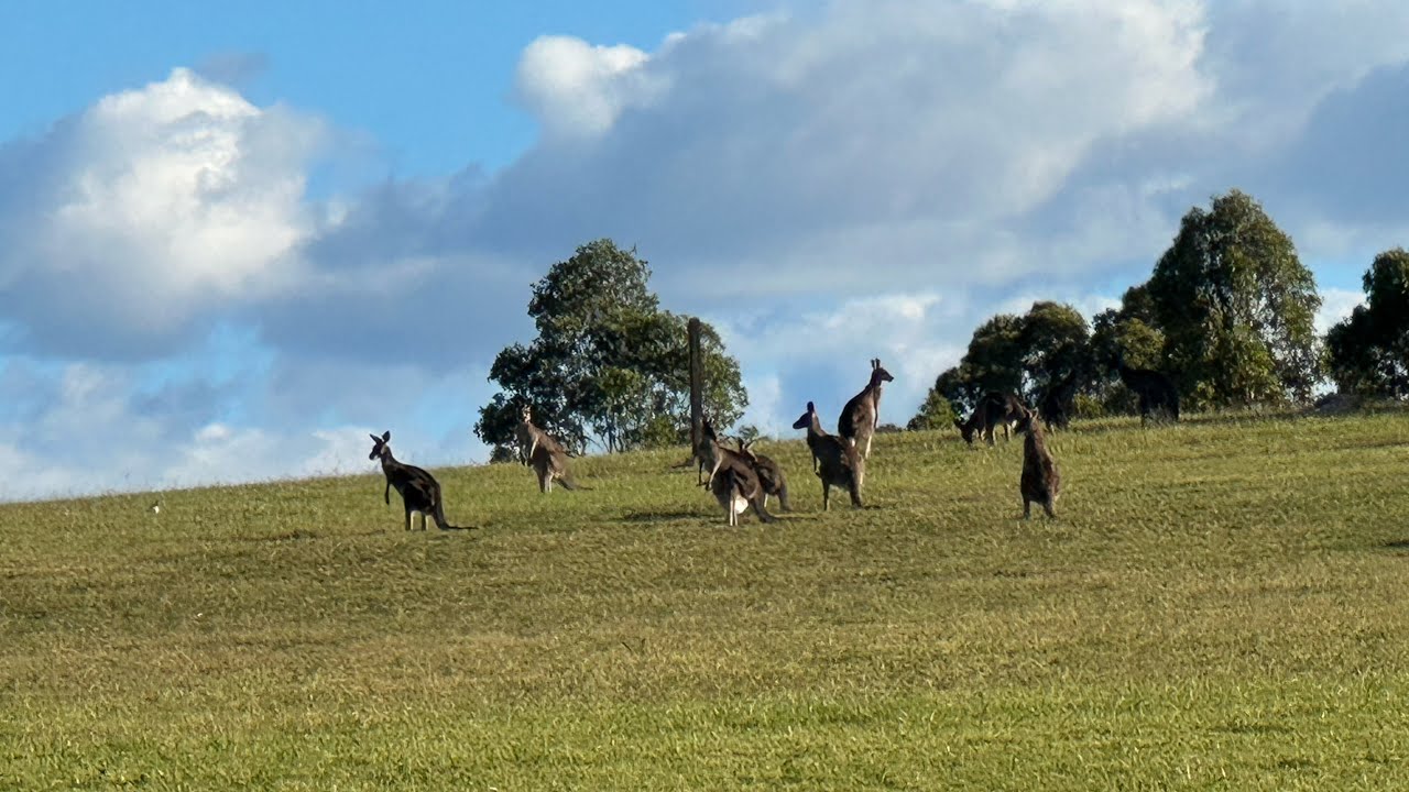 Wild Kangaroos Spotted! - YouTube