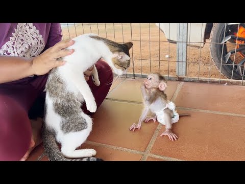 Lovely Bubu Sit Staring Straight To Ask Biqqest Cat To Play With Him ...