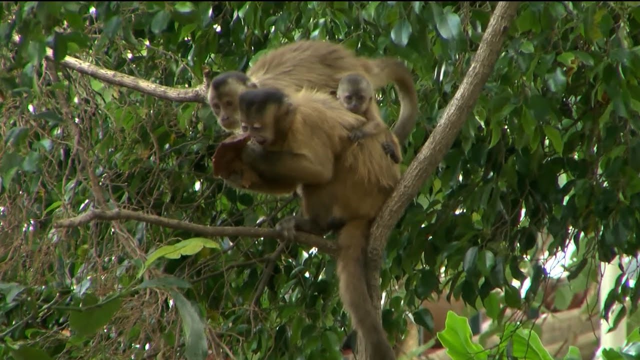 AMMA ORIENTA SOBRE RISCOS DE ALIMENTAR OS MACACOS DO PARQUE AREIÃO ...