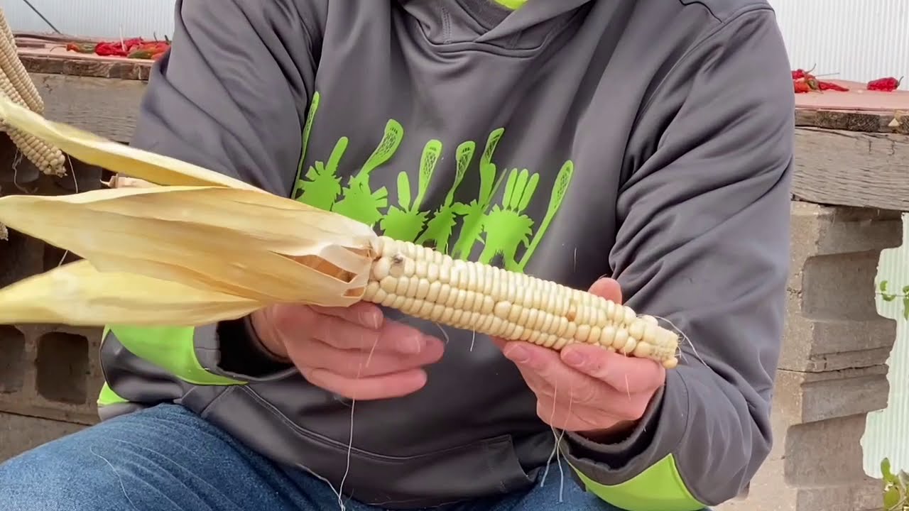 Oneida White Corn Harvesting, Husking, and Braiding - YouTube