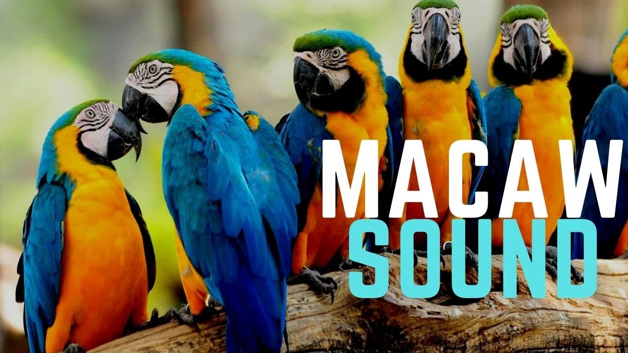 Macaw Parrots Sound Effect - YouTube