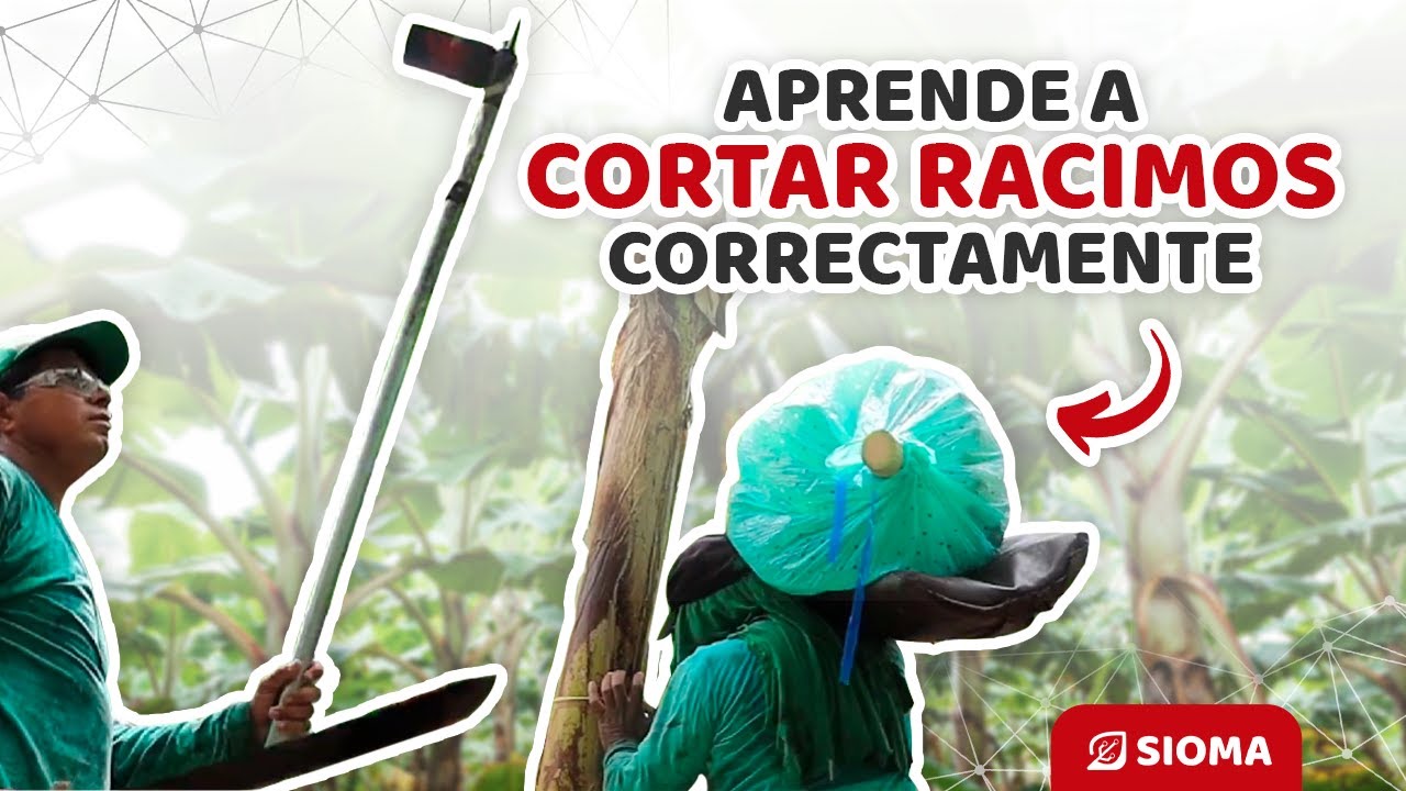 ¿Cómo realizar el corte del racimo de banano correctamente? - YouTube