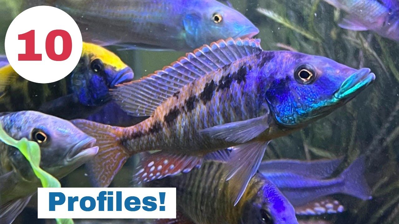 Want HUGE CICHLIDS? WATCH this FIRST! *10 Cichlid Profiles* - YouTube
