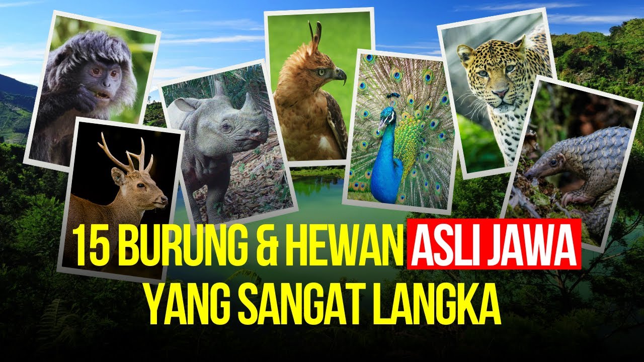 Apa Saja Hewan Khas Jawa? 15 Hewan Asli Jawa yang Sangat Langka dan ...