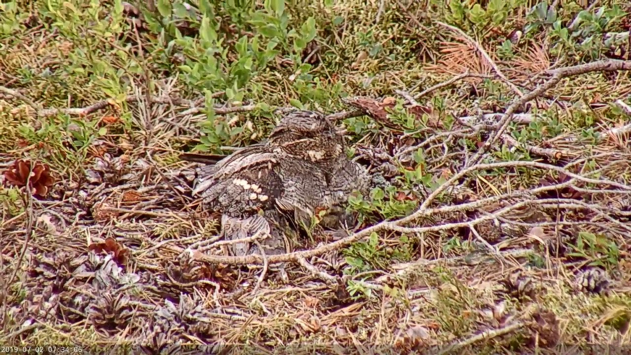 Nightjar Estonia 2019 07 02 Male call softly 7:34 - YouTube