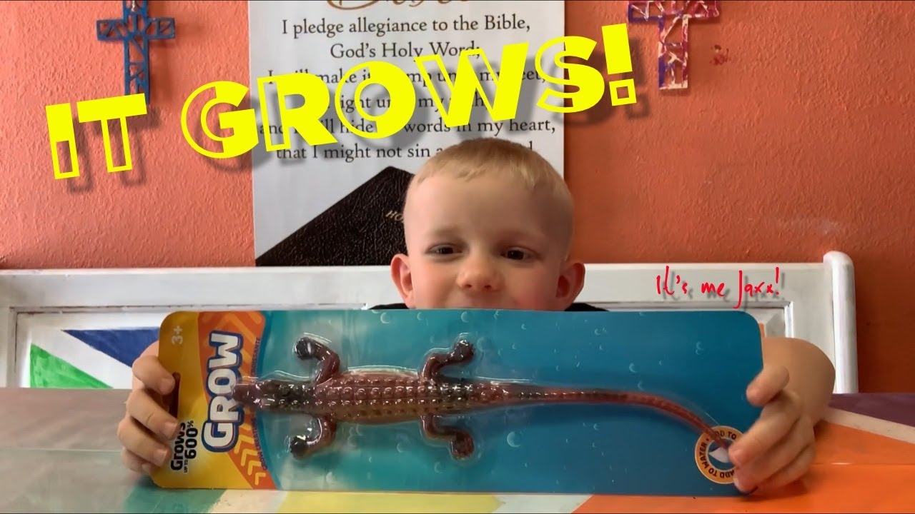 Growing an alligator! - YouTube