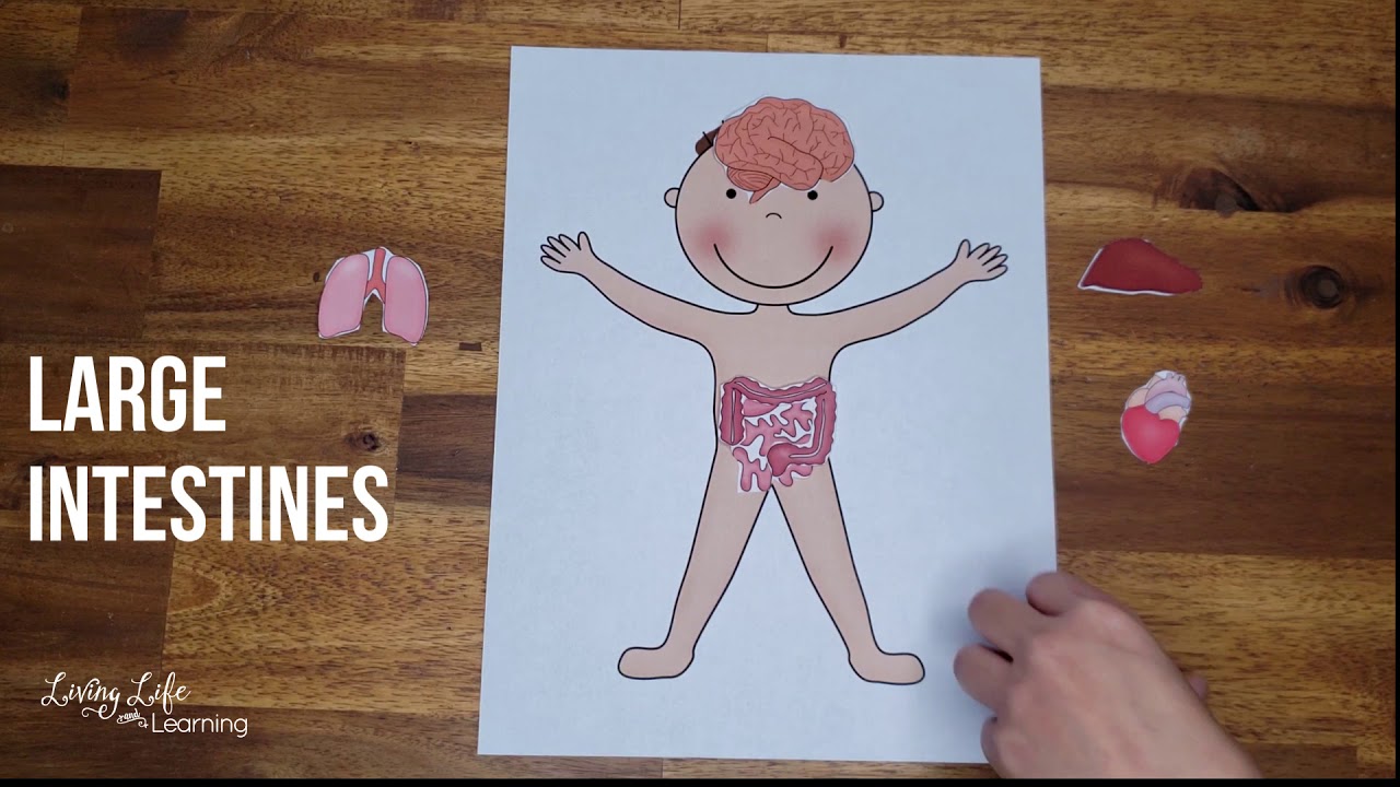 Preschool Human Body Printables - YouTube