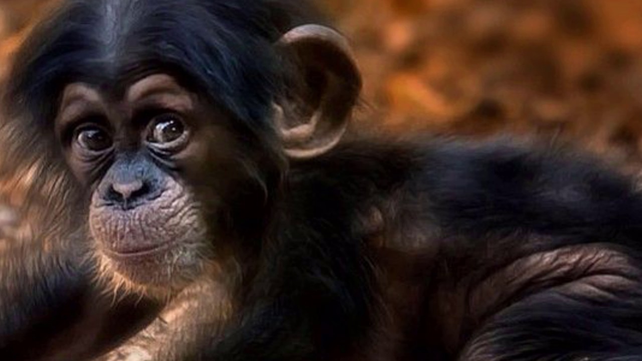 10 Hours of Baby Chimp Screaming - YouTube