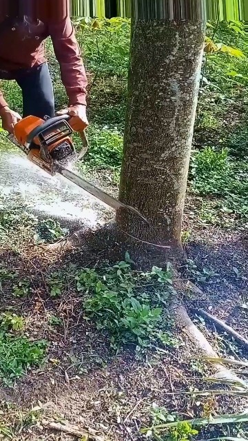 Cutting Albasia tree is very small and easy#lumberjack #woodworking # ...