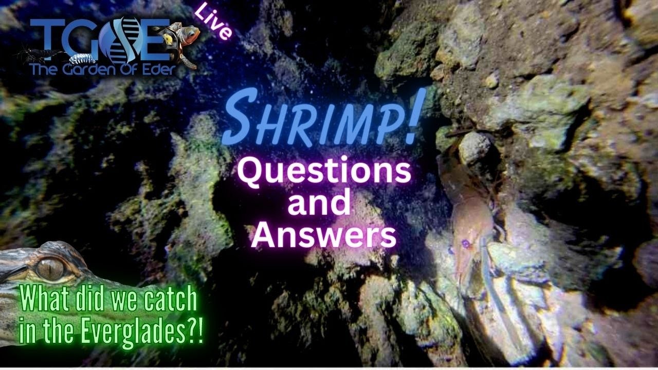 Shrimp Question and Answers , What did we catch in the Everglades ...