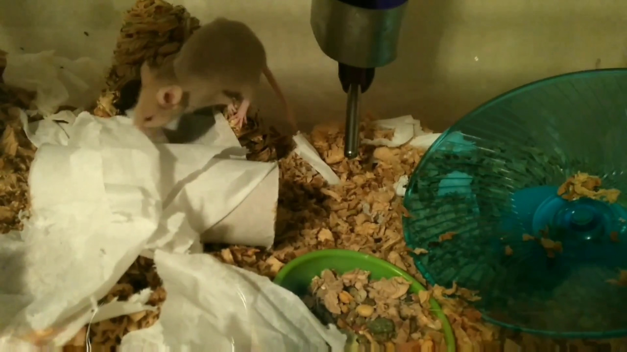 Excited mouse "popcorning" - YouTube