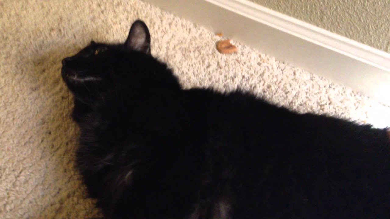 my cats tail acts weird. whats this called? - YouTube