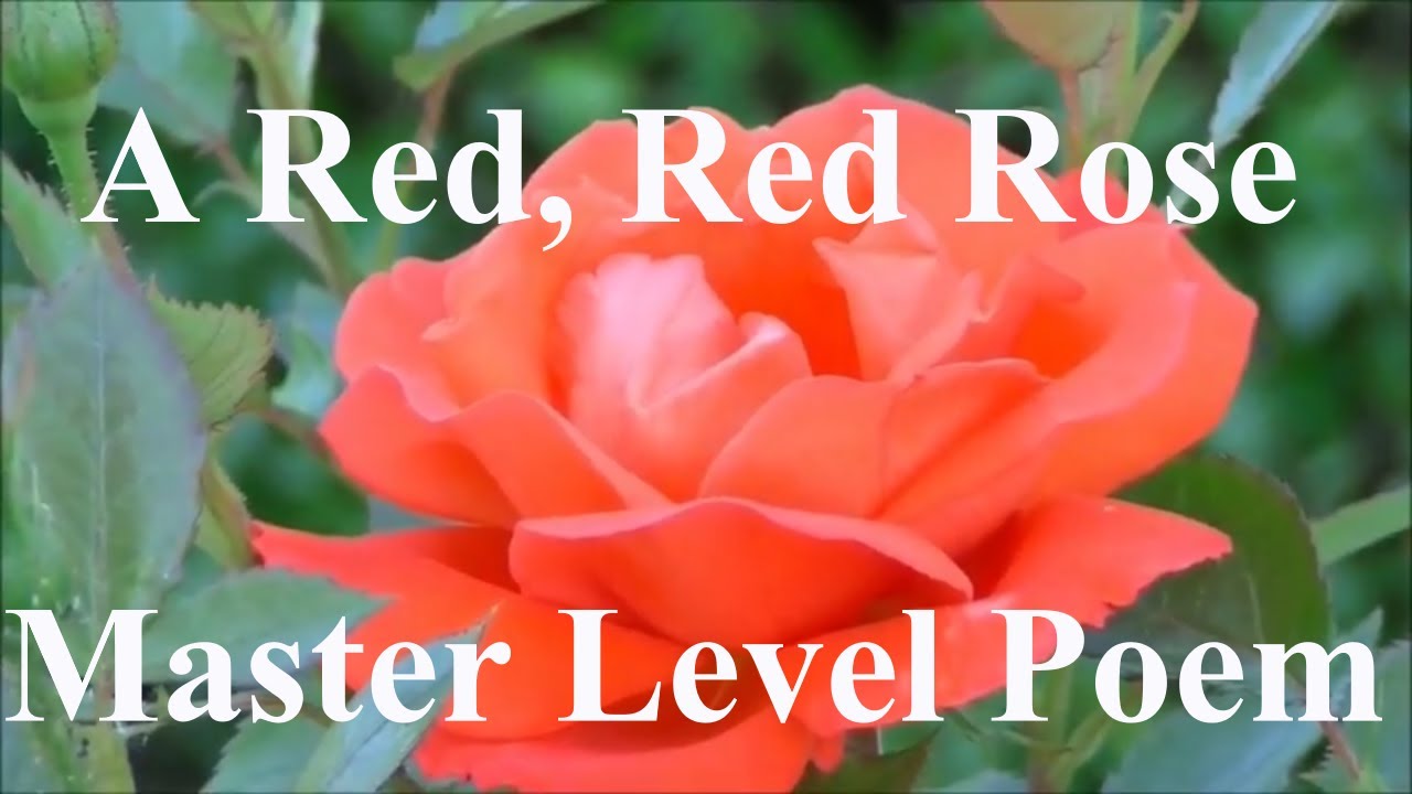 A Red, Red Rose By Robert Burns (Master Level Poem) - YouTube