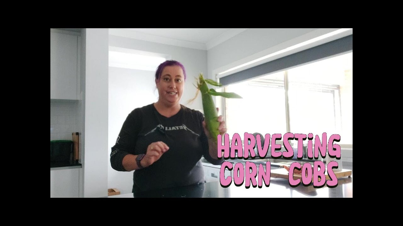 Harvesting Corn Cob - YouTube