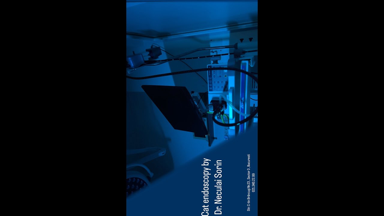 Feline endoscopy -foreign body removal / Endoscopie cu retractie de ...
