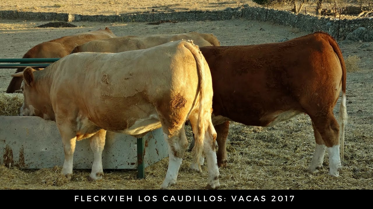Fleckvieh Los Caudillos: Vacas - YouTube