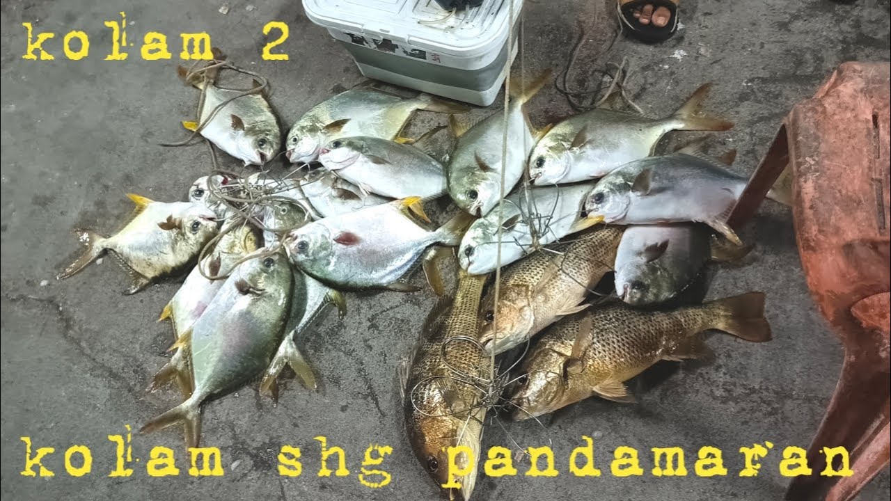 Kolam shg pandamaran - YouTube