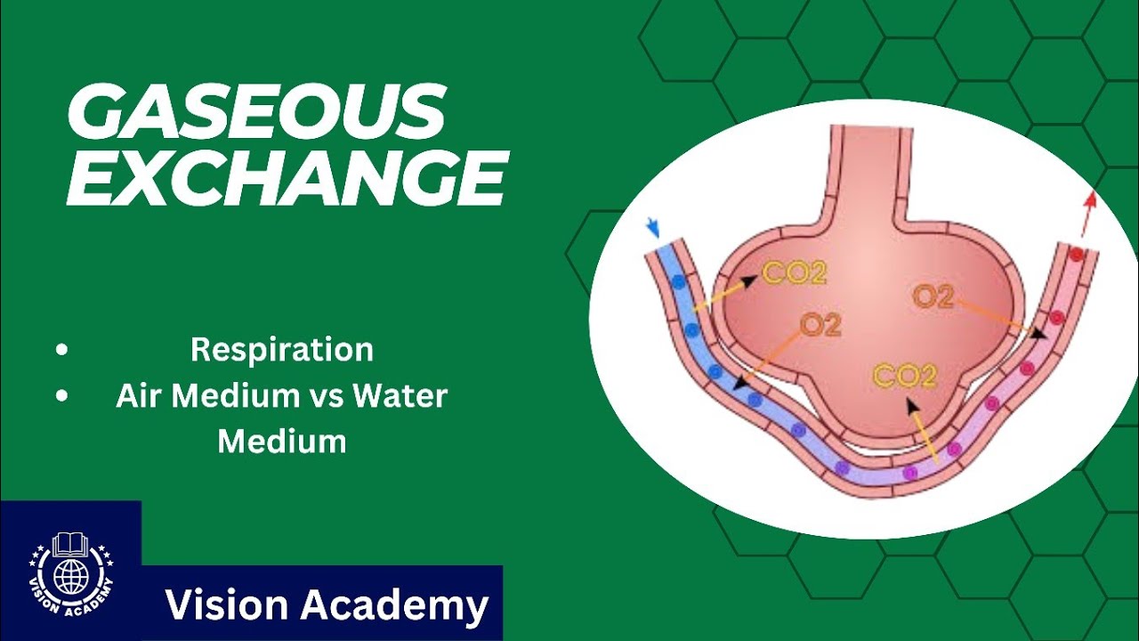 chapter 13 # |Gaseous Exchange | Advantages and Disadvantages of Gas ...