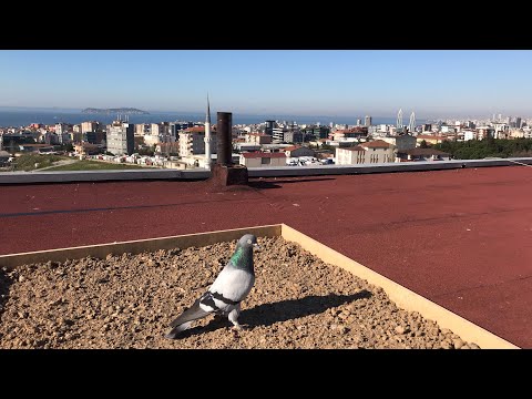 MAVİ OYUN KUŞU UÇUM VİDEOSU | TAKLACI GÜVERCİN