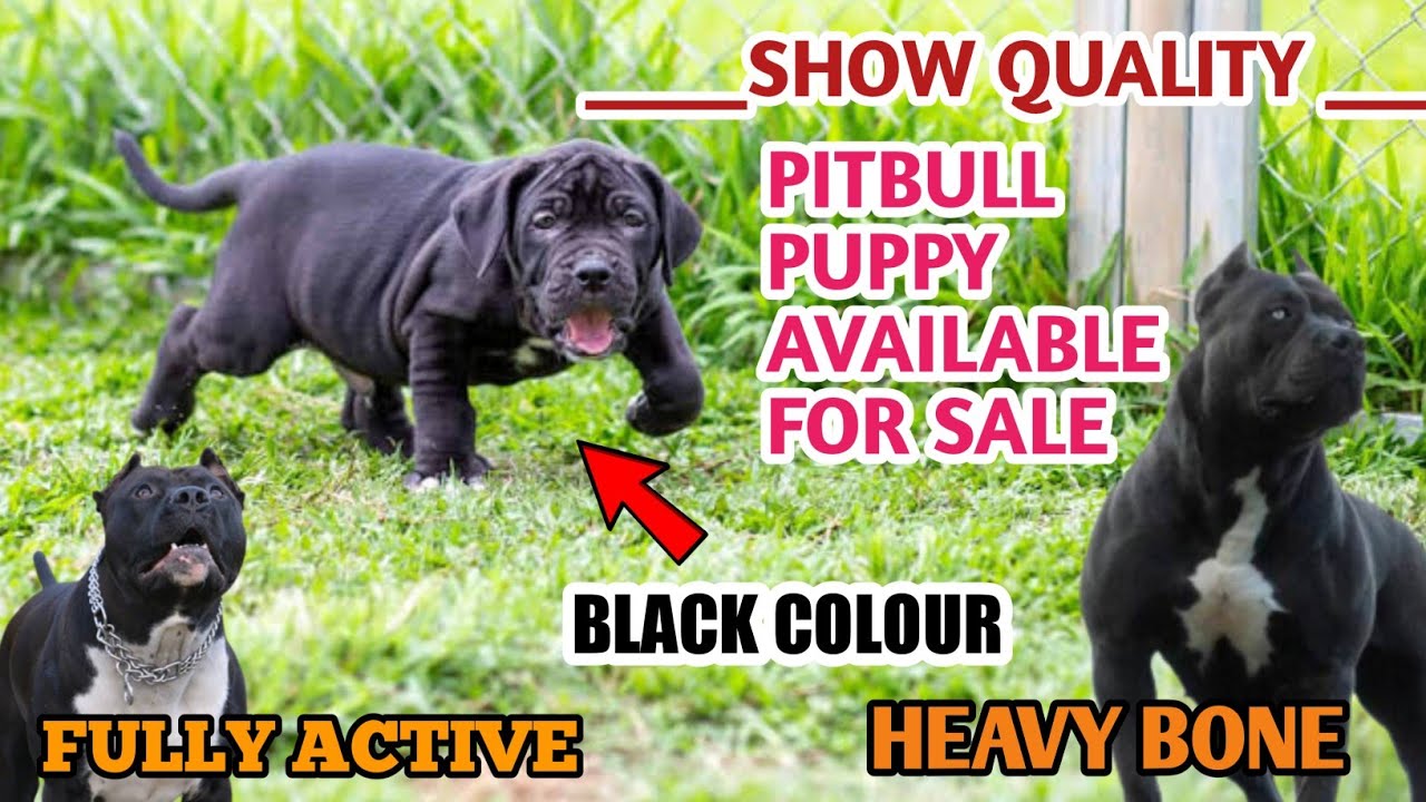 Show Quality Pitbull puppy available for sale | Heavy bone 🦴 | Fully ...