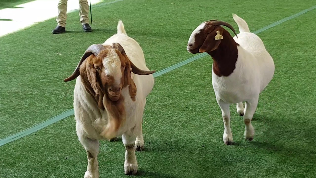 Pacifica Boer Goat Stud at Sydney Royal 2019 - YouTube