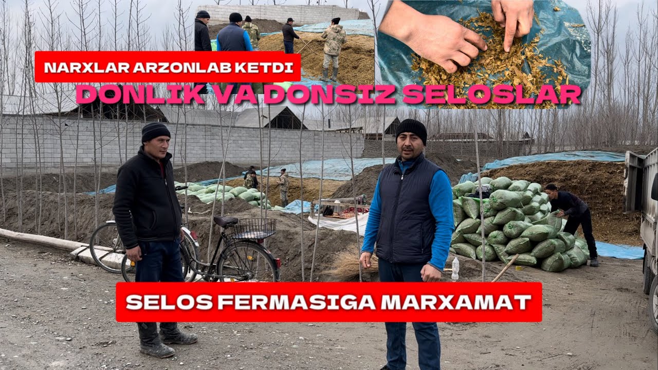 SIFATLI VA ARZON NARXDAGI SELOS TAFSIYA QILAMAN AKALAR. - YouTube