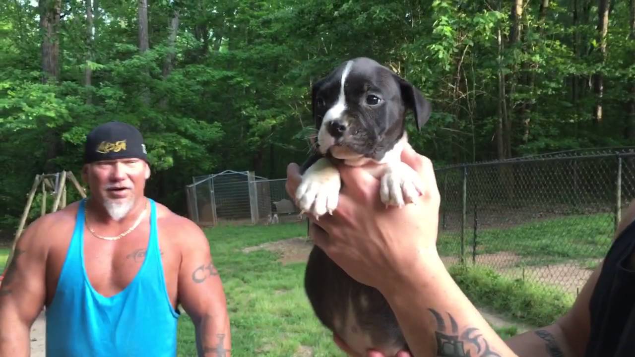 Carolina bully farms moneyline puppies avail spring 2016 - YouTube