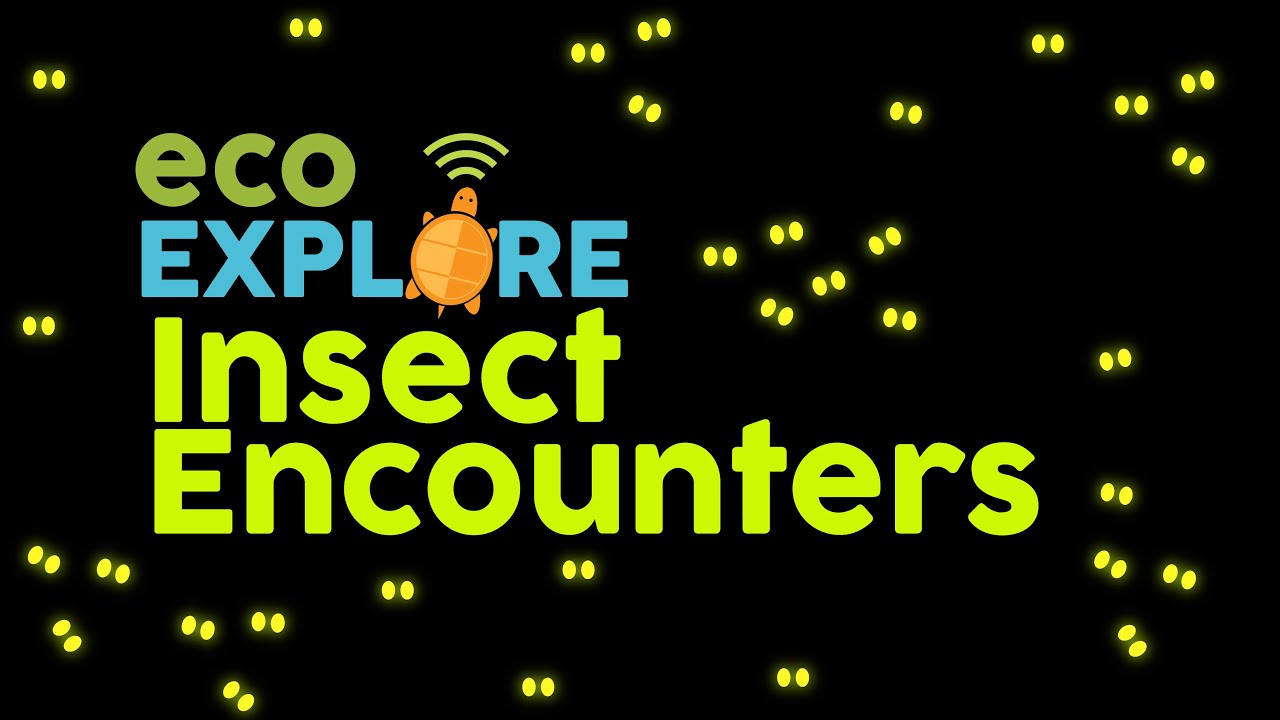 Entomology Season: ecoEXPLORE's Insect Encounters - YouTube