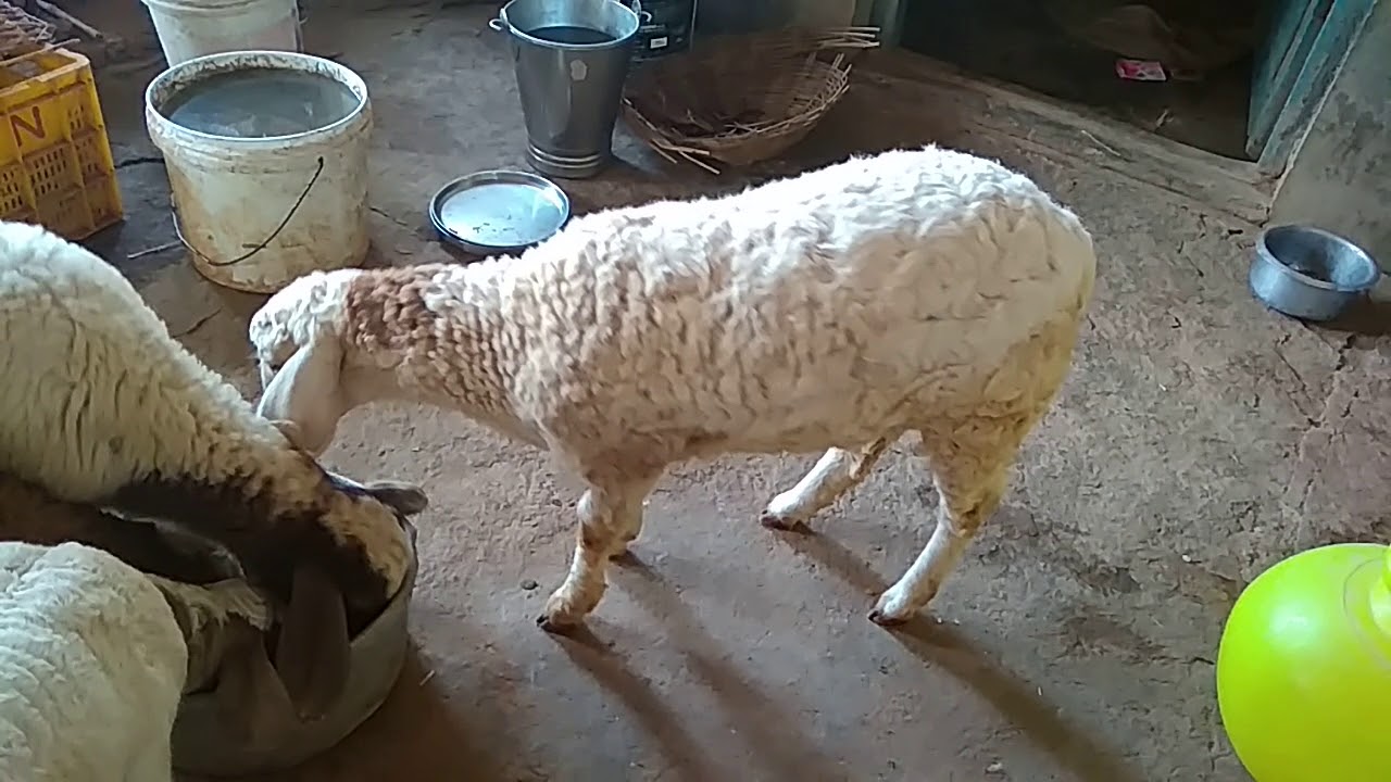 Nati sheep in Karnataka - YouTube