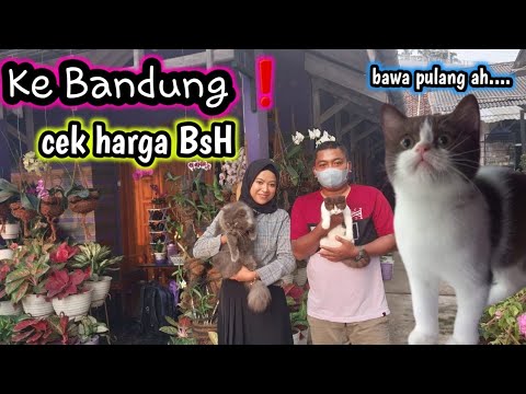 Adopsi kucing Bsh Cinamon❗Harga Kucing Di Bandung
