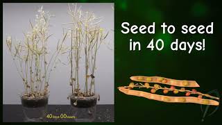 Wisconsin Fast Plants® Life Cycle