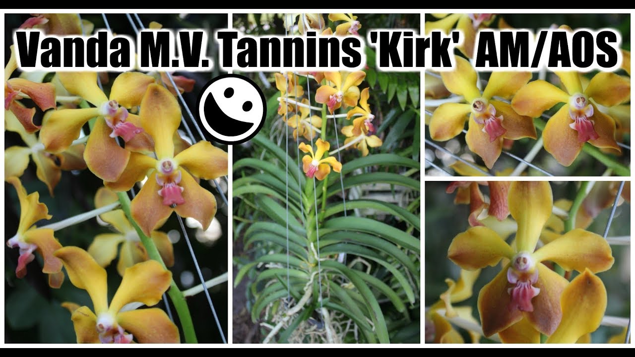 Vanda M.V. Tannins 'Kirk' - ORCHID REVIEW - YouTube