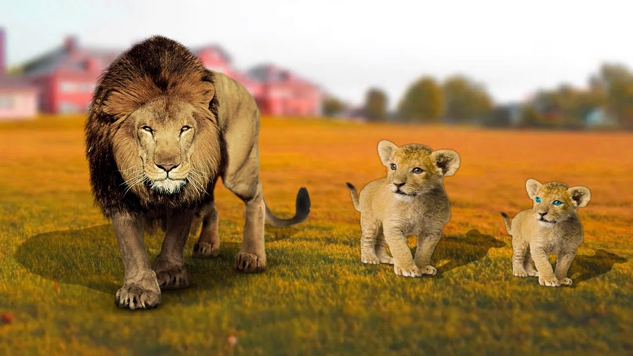 Lion Cub Mufasa Age 6 Months | Abdullah bahi ka Tamed Lion | Lion farm ...