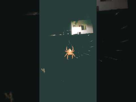 real spider 🕷 makdi ka jaal @ #india - YouTube