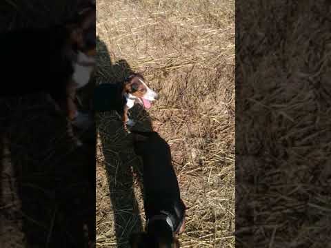 av köpeklerinin eşek sevgisi