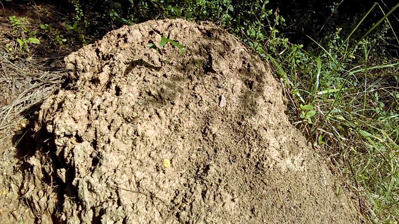 A large ant mound - YouTube