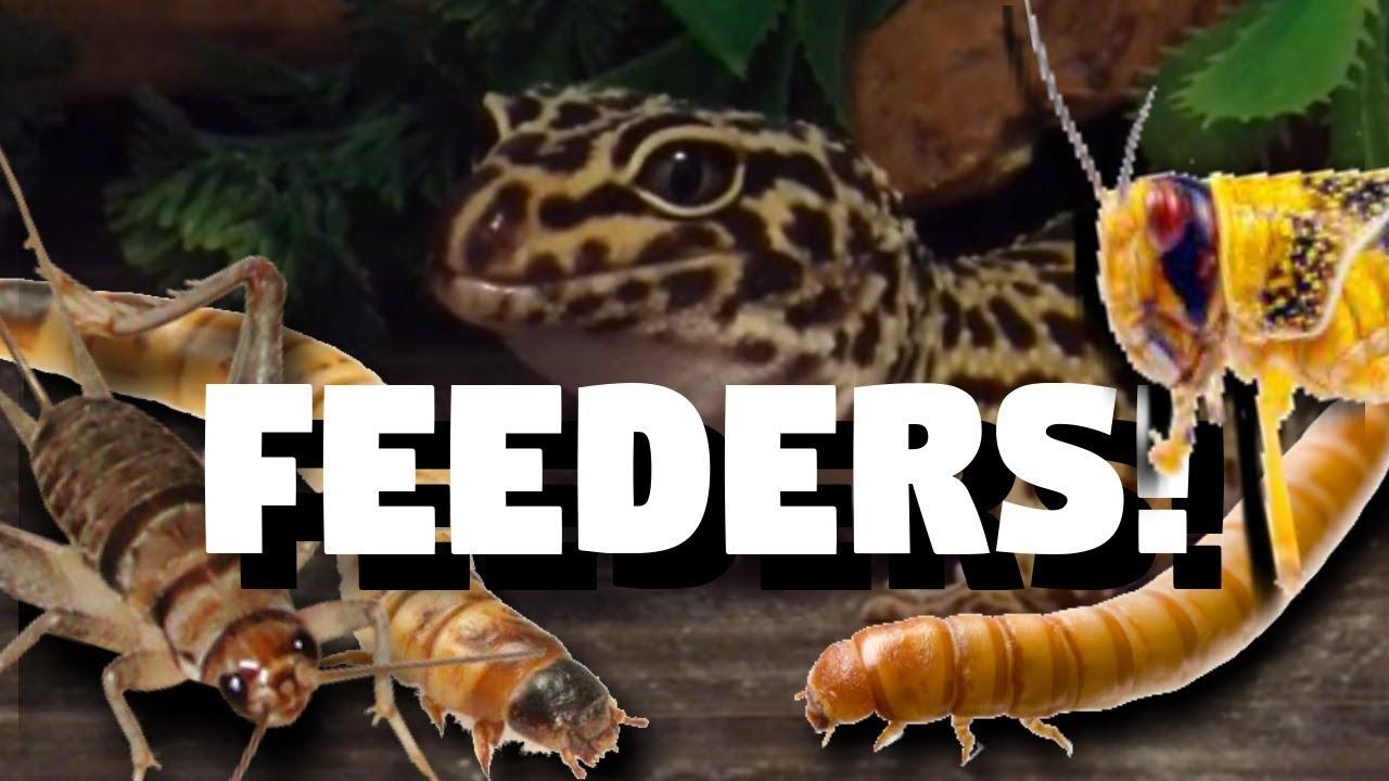 Leopard Gecko Feeder Insects! - YouTube