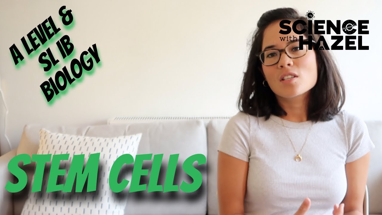 Stem Cells | A Level & SL IB Biology - YouTube