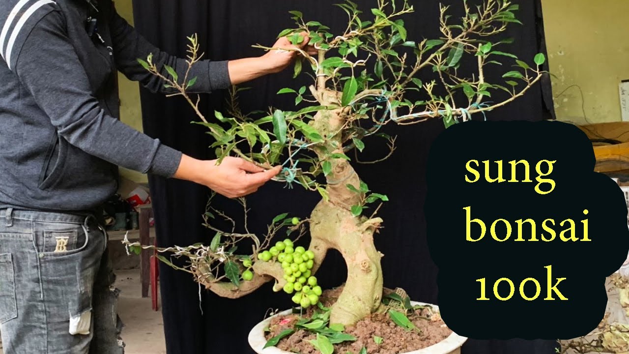 sung bonsai mini mới nhất, cây cảnh bonsai, cây túc giá rẻ - YouTube