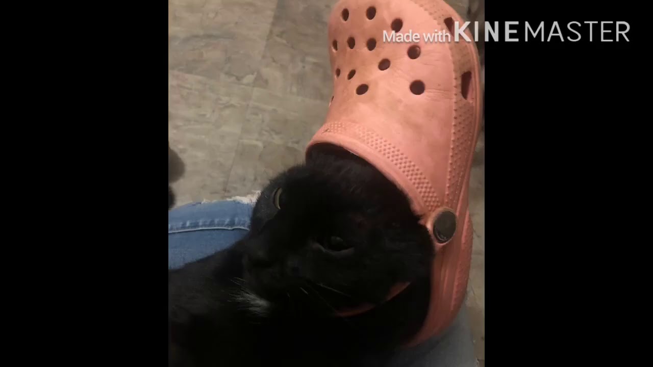 Sooo I put my cats heads in crocs- - YouTube