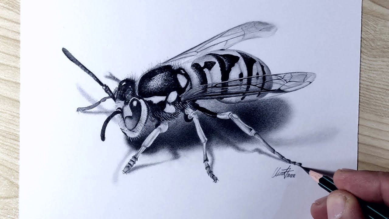 Drawing a Realistic 3D Wasp (with pencils) - YouTube