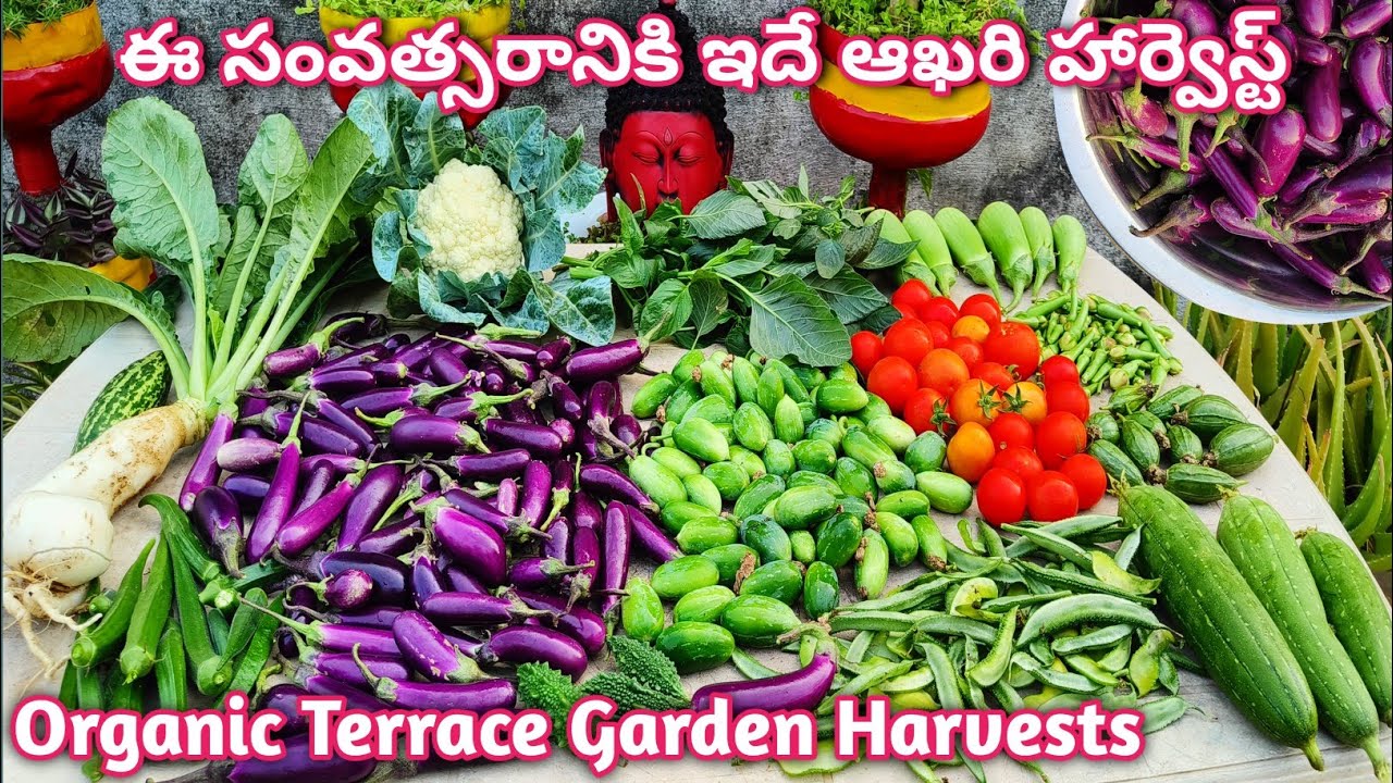 Harvesting Of Organic Vegetables From Rooftop Terrace Garden |Organic ...