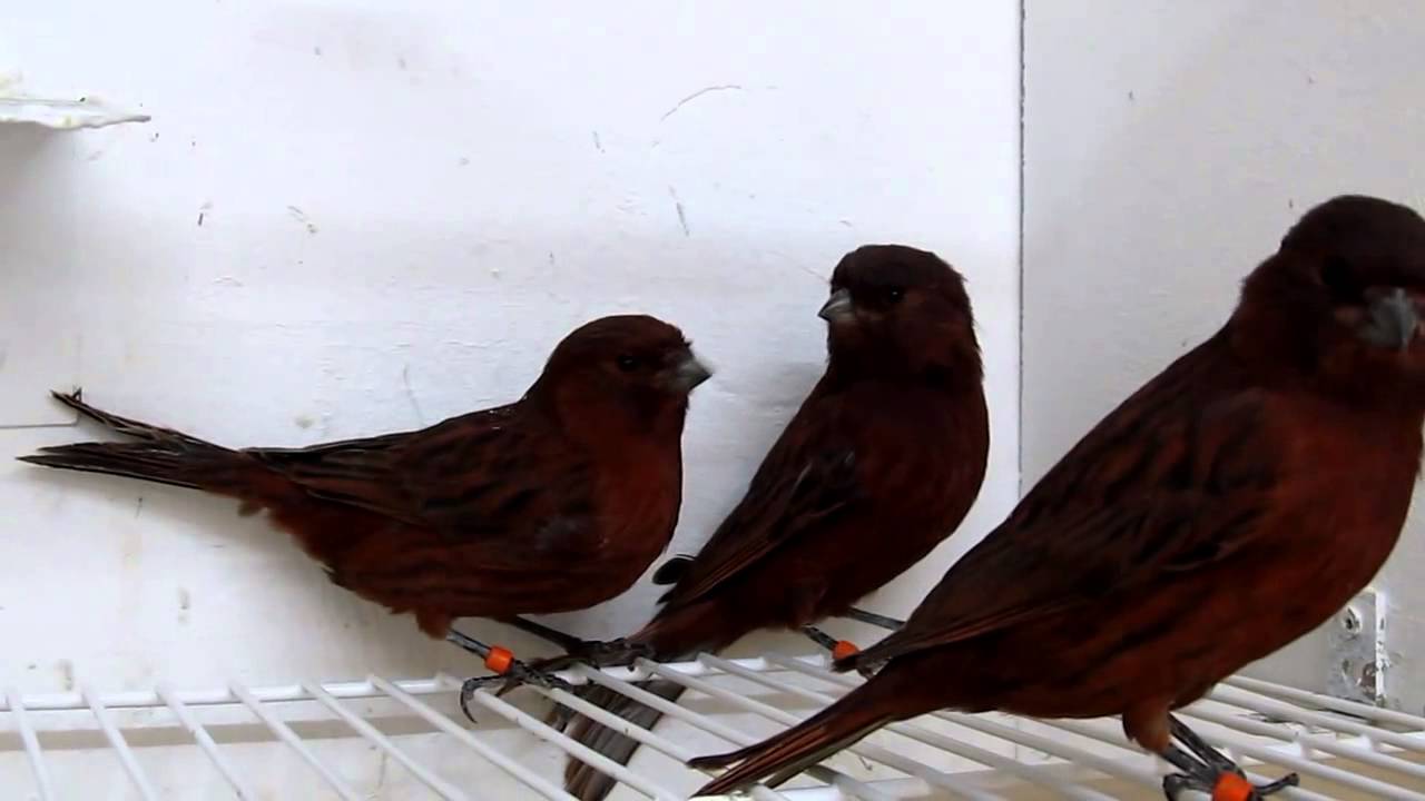 Brown canaries - YouTube