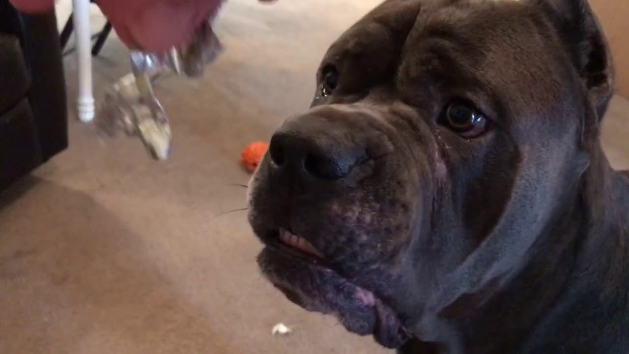 Lord Loki Cane Corso — Lets Play Keep Away - YouTube